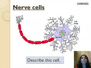 KS3 Specialised cells and their special adaptation features