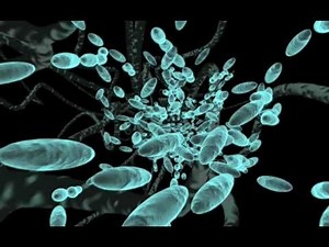 Quantize - DMT (X-noize Rmx)