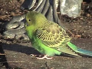 Wild Parakeet in Backyard