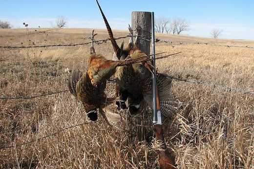 Best Upland Shotguns for 2025 - Game & Fish