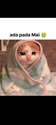 Ultimate Funny Cat Meme Compilation 2025