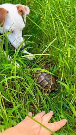 🐢 Emma vs Turtle | Funny Dog Meets a Turtle for the First Time #dogtv #dogsandanimals #dogshorts