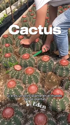 22K views · 612 reactions | Los cactus son plantas fascinantes ideales para espacios con luz solar directa y poco riego. Su variedad de formas y tamaños los hace perfectos para decorar interiores y exteriores con un toque de bajo mantenimiento.  #Cactus #JardineríaInterior #PlantasDecorativas #Succulentas | Edén Agricultura Urbana | Facebook