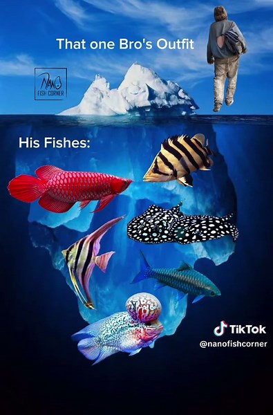 Rich Aquariums: The True Reflection of a Fish Keeper