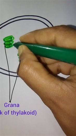 Chloroplast structure in 30second#plantsa #plantsapiens