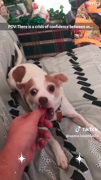 Understanding Signs of a Broken Dog: A Guide for Pet Owners