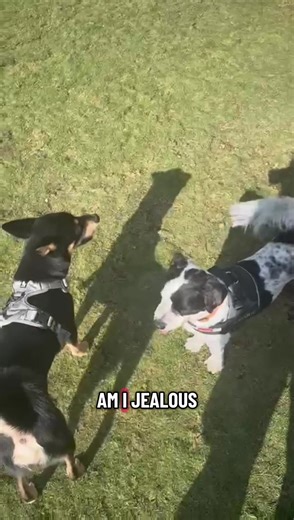 Saudi life according to Jax the Shiba 🙃👀 #dog #riyadh #pov #relocation