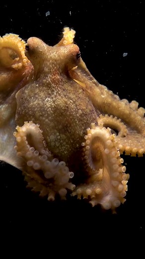 Red Octopus Animal Blessing | Joel Sartore Photography