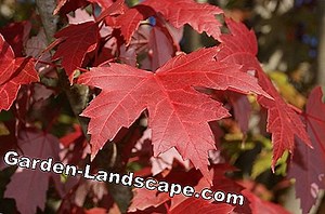 Planten: Rode Esdoorn, Acer Rubrum - Verzorgen En Snijden | 2025