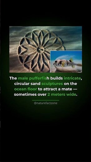 This fish builds art to find love. The male pufferfish crafts stunning sand circles o...