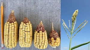 There are 13 symptoms of abnormal ear development – to learn more about them, check out Extension’s new fact sheet, Abnormal Ears in Corn – When and Why Do They Develop at https://bit.ly/3DCtz3Y Ohio State Extension is dedicated to providing research-based knowledge like this to agricultural producers and consumers across the state. #osuextension #cfaes #ohiocorn #agronomy | Ohio State University Extension | Facebook
