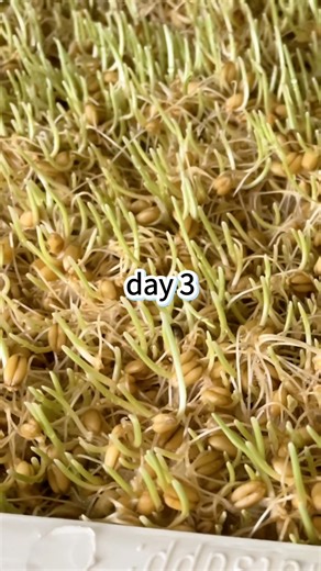 Hydroponic fodder growing in a compact machine. From seeds to fresh green feed, grown indoors with water — no soil needed. Clean process. Fresh daily fodder. #FodderMachine #foddergrass #forrajeverdehidroponico #hidroponico #modularfarm #hydroponics #foddersystem #cattlefeed #feedinganimal #SproutingSystem #livestockfeed #HorseFeed #SheepFeed #ChickenFeed #dairyfarming #feedcost #sustainablefarming #smartagriculture #futurefarming #AgTech #agriculture #ClimateControl #verticalfarming #growanywhe