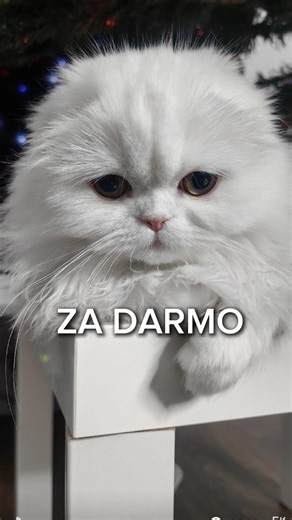 Michał Dudziński on Instagram: "Za darmo to i ocet słodki, a na NFZ, czyli ZA DARMO, możecie teraz skorzystać z programu profilaktyki raka szyjki macicy. Program obejmuje kobiety w wieku 25–64 lata. Teraz, zamiast tradycyjnej cytologii, głównym badaniem staje się test HPV HR (wykrywający wirusa brodawczaka ludzkiego) oraz cytologia na podłożu płynnym (LBC). Styczeń – Miesiąc Świadomości Raka Szyjki Macicy #WczesneWykrycieToŻycie"