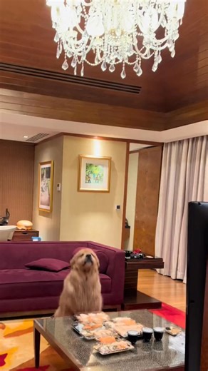 Not me, im just expensive!💲 #funnydog #dog #dogsofinstagram #dogs #funnydogs #dogstagram #puppy #cutedog #doglife #doglover #funny #instadog #dogoftheday #doggo #doglovers #happydog #cute #love #puppylove #fun~ | echogoldenbear