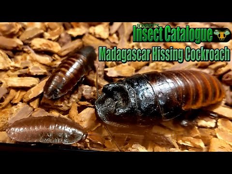 Madagascar Hissing Cockroach - Crawlies, Young and Old (Gromphadorhina portentosa)