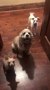 Well, look at this good boy! Beau spent over a year in rescue waiting for his perfect family. He’s a beautiful silver buff, and many were attracted to him because of his beauty, but his separation anxiety and anxiety in general were super high, and he needed the proper home to continue the progress he made in rescue. Beau needed a lot of space to run and explore and things to do. It will soon be two years since Beau went to his new home in the Hill country. He has two sisters; he especially love