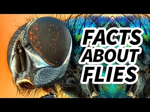 Fly Facts: BUZZING with TWO WINGS | Animal Fact Files