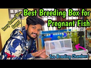 Breeding Box🤗 for your pregnant fish🤰🐟, very effective with two chambers | Easy Breeding Setup