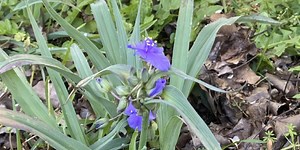 Flowers vs. weeds: Knowing the difference