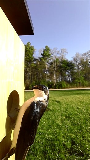 8.8K views · 698 reactions | Tree Swallow checking out the house!...