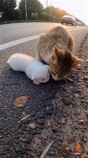A Mother Cat Keeps Crying and Begging for Help for Her Baby Kitten 🐾💔 | Dear Kitten