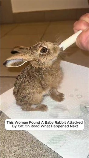 This Woman Found a Baby Rabbit Attacked by a Cat on the Road What Happened Next #shorts