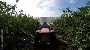 Rear view of Tractor spraying pesticide and insecticide on lemon plantation in Spain. Weed insecticide fumigation. Organic ecological agriculture. A sprayer machine, trailed by tractor spray herbicide