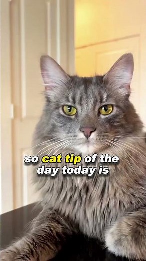 THE SLOW BLINK of cat.