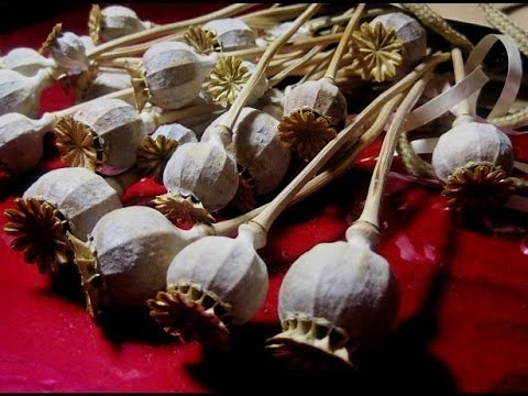 Poppy Seed Tea Recipe