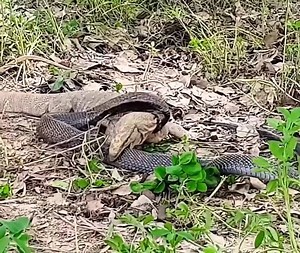 383K views · 1.5K reactions | Cobra and Monitor Lizard | Javier Gomez Noya | Facebook