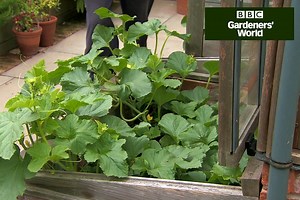Monty Don's outdoor melon trial (part two)