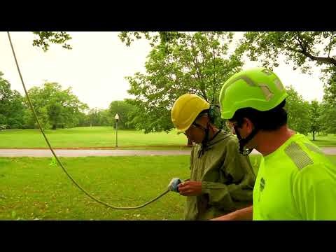 Aspiring Arborists Learn from Tree Service Experts in Greater Baltimore