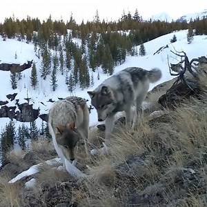 2.8K reactions · 1.1K shares | More than 200 wolves were slaughtered...