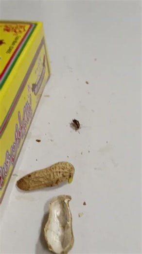 insect in Train 🚂🚋🚃🚋🚃🚋🚃 #train #railwaycontent #traintravel #railway #traintrip #trainjourney