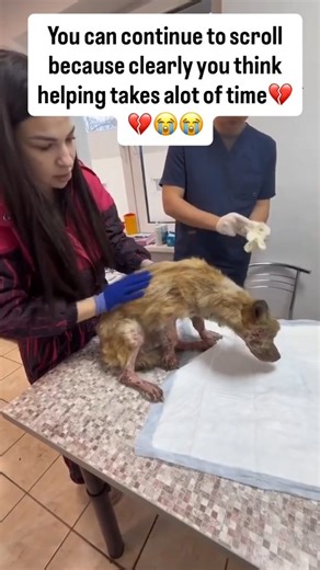 Catarinadogsrescue1🐶🐾 on Instagram: "😭Speechless. Need help🆘 Sunny🐶🐕 The boy is incredibly touching 🥺 He has pyoderma, they took his tests, and they’re bad. They prescribed him treatment, antibiotics, and hospitalized him, closer to the radiator…"