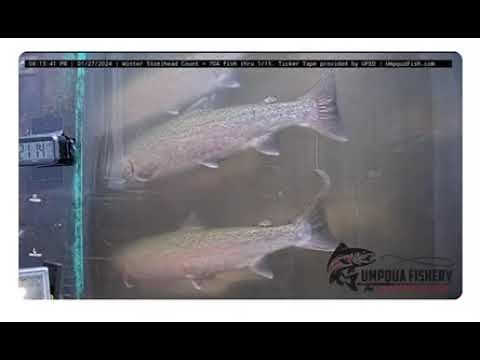 Steelhead at Winchester Dam Fish Ladder