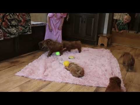 Cockapoo Puppies For Sale