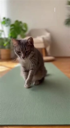 Stretchy kitty #meowmeow #meow #kittycatsoftiktok #cat #catvideo