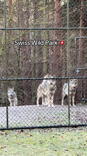 Curious Wolves Watching Through the Fence