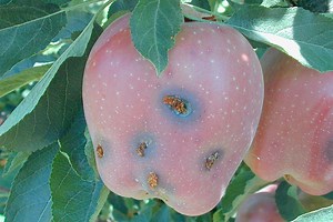 Clallam, Jefferson counties see cases of codling moths in apple orchards - Peninsula Daily News