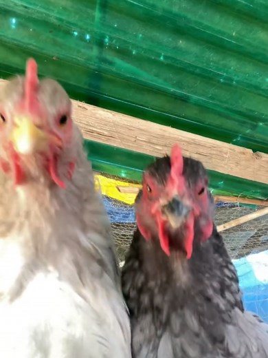 Vector Ultra Mega Type 19 en Call of Duty Mobile