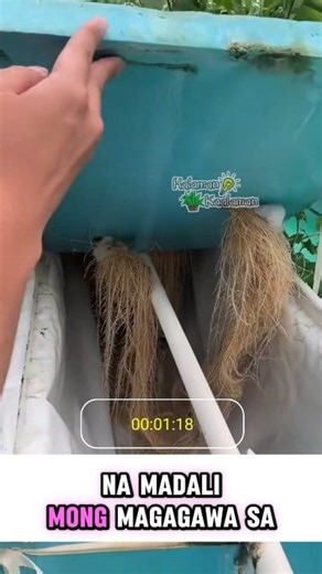 Pinaka-epektibong homemade rooting hormone recipe 🌱✨ | Halaman Kaalaman