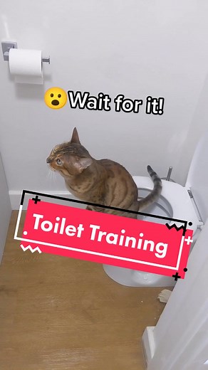 How to Toilet Train Your Cat: Tips and Tricks