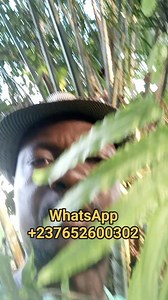 Elevez votre taux vibratoire en écoutant cette vidéo 👇👇👇 Je suis votre guide spirituel par excellence💕💯💕💯💕💕💕 Je suis tradi-praticien, naturopathe & nutritionniste👌 Votre école initiatique de haut niveau disponible dans télégramme💘👌💘💘💘💘💘 WhatsApp 237652600302❤ | Santé spirituelle & physique