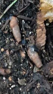 my accidental slug control method