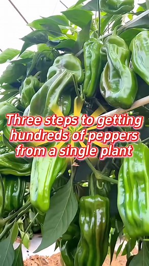 15K views · 240 reactions | Some simple tips of growing healthy & big peppers with this organic formula #tips #peppers #plants #reelsviralシ | Lee Yumi | Facebook