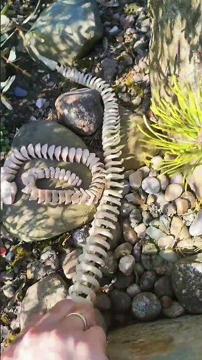 3d Printed Flexi Skeleton Snake