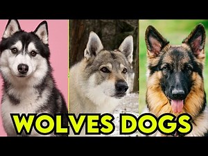 "10 Rare Dogs That Look Like Wolves – Stunning Wolf-Like Breeds!"