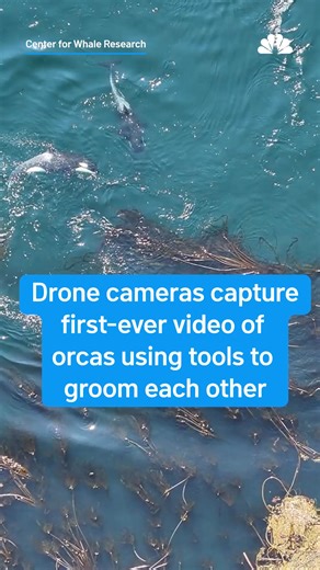 💅 These orcas understand the importance of self-care. Dive into researchers' amazing discoveries: http://nbc4dc.com/EMyBcpR #animalsofinstagram #orcas #killerwhales #animals #oceans #science | NBC Washington