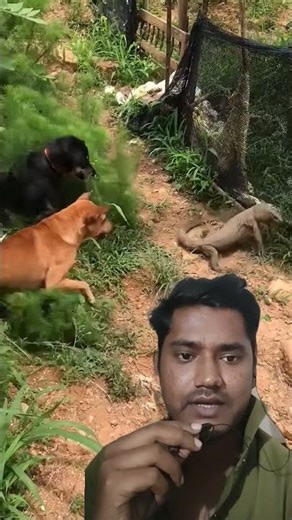Fight with dogs and monitor 😄🤭 lizard | #fighting #trending #dog #funny #shorts